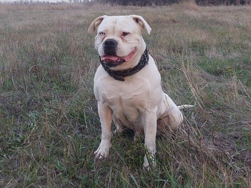 Американский бульдог