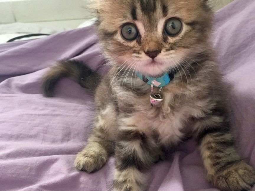 Котёнок-девочка, пушистая, 1,5 месяца