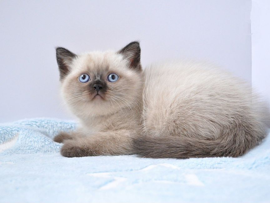 Британские котята из домашнего питомника