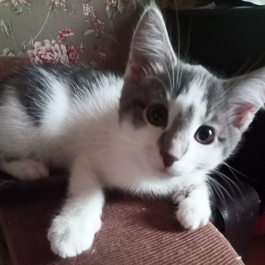 Котёнок в добрые руки