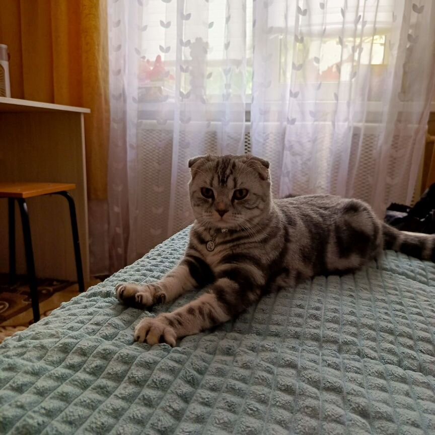 Шотландская вислоухая кошка