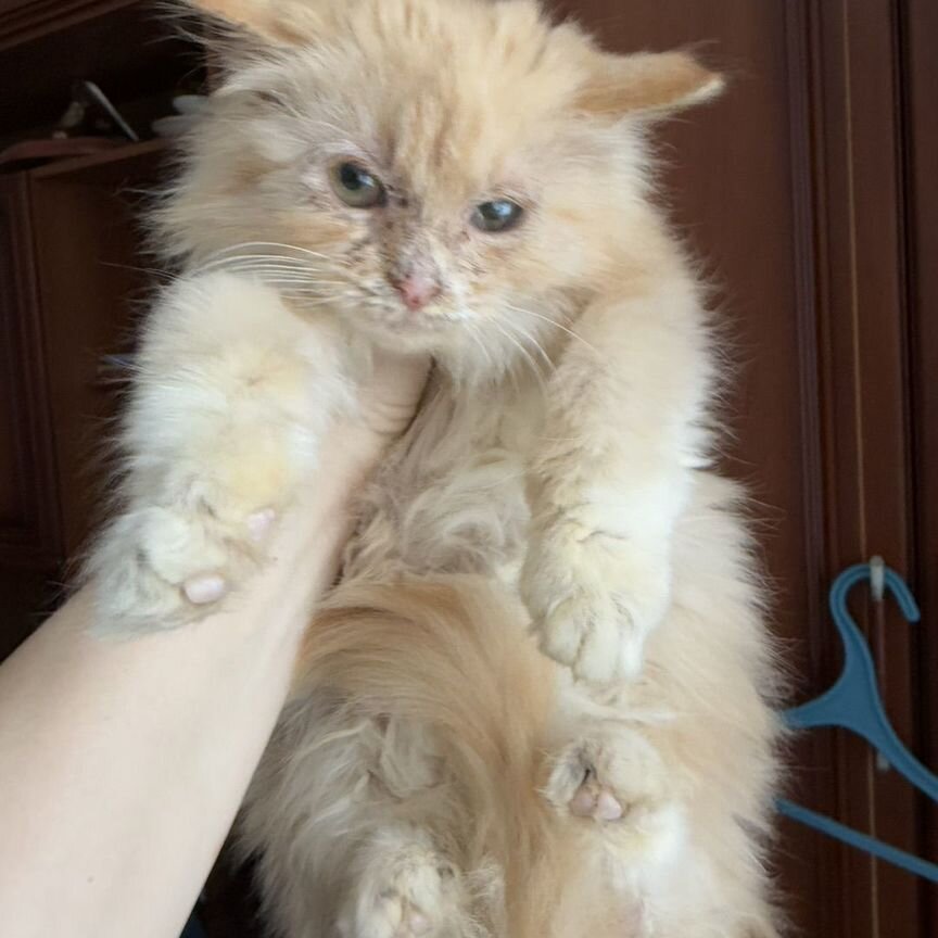 Котенок рыжая девочка