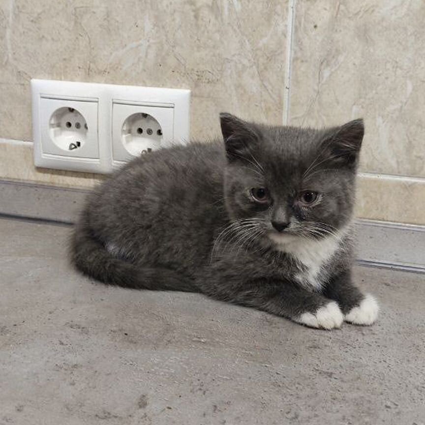 Сибирский котёнок