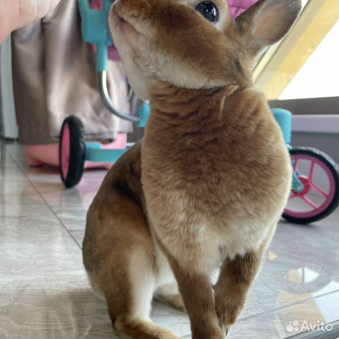 Вязка кроликов