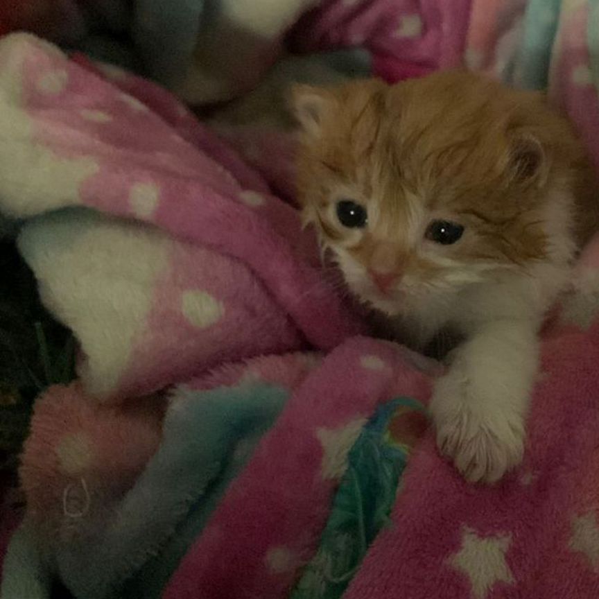 Котята в добрые руки бесплатно