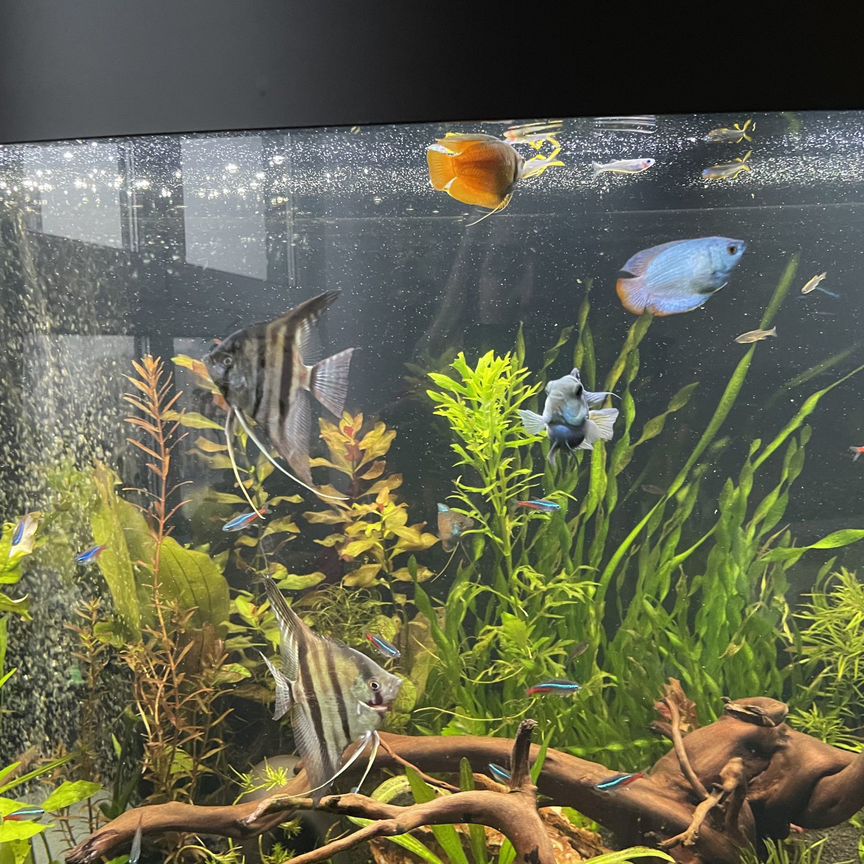 Рыбка Скалярия Альтум московский разводной