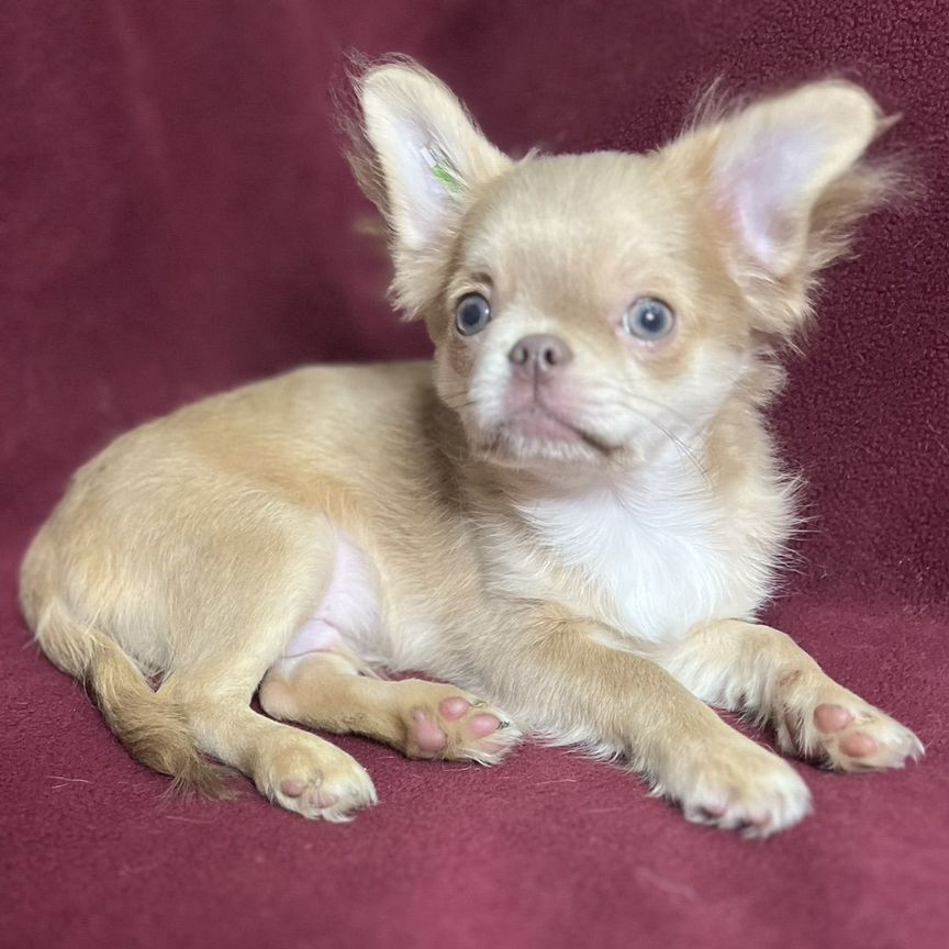 Чихуахуа, щенок