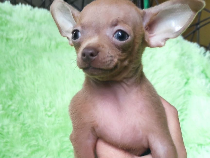 Редкая красавица