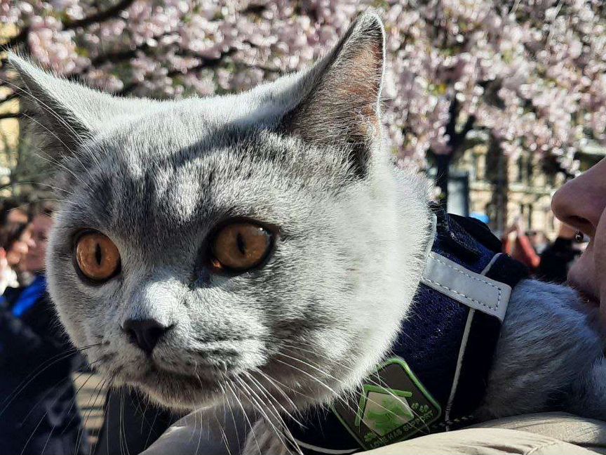 Шлейка для собак и кошек XS Бронь для Юлии