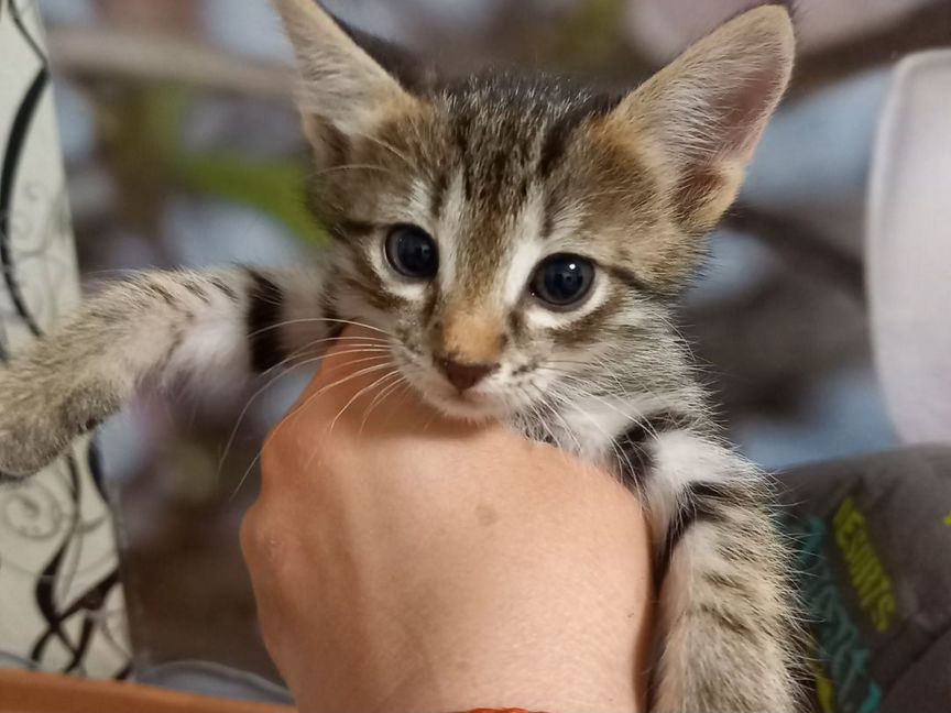 Кошечка в добрые руки