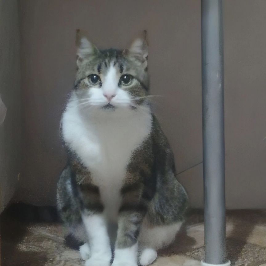 Кошка брошена