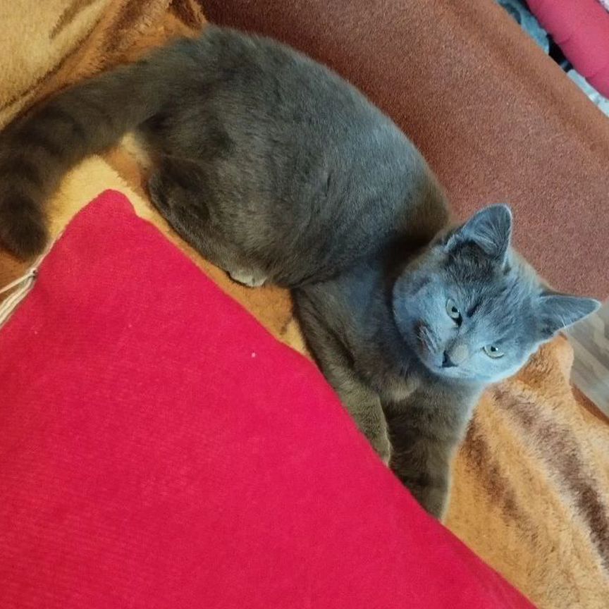 Русский голубой котёнок