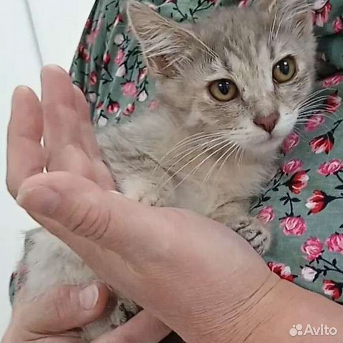 Ищем человека с добрым сердцем