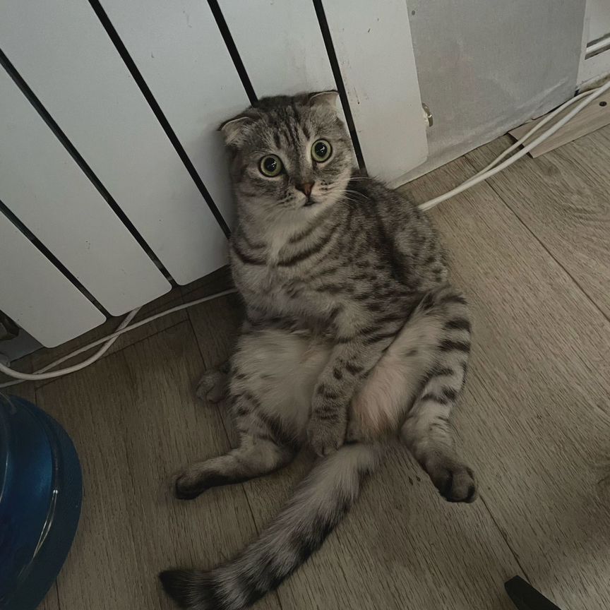 Отдам кота в добрые руки бесплатно