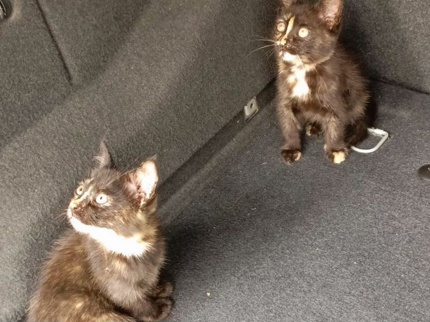 Котята