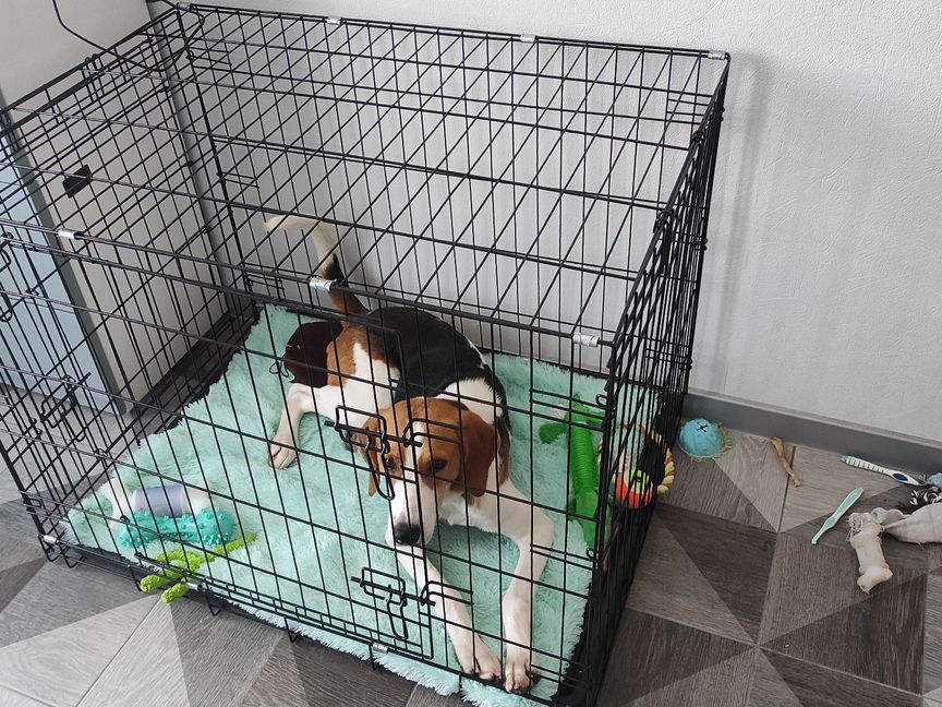 Эстонская гончая в добрые руки