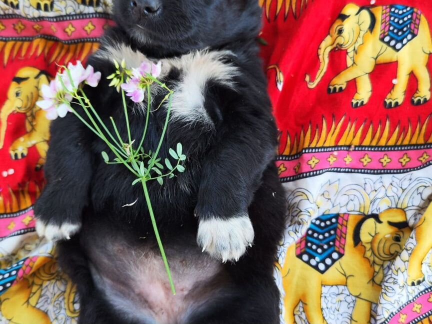 Щенки с отлова