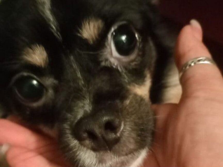 Карликовый пинчер