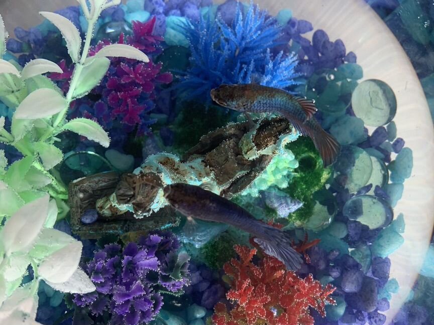 Рыбка петушок самка