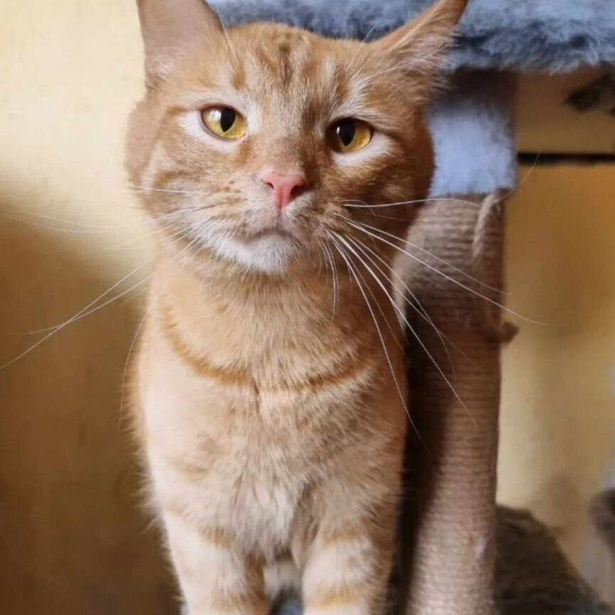 Котик Мультик в добрые руки