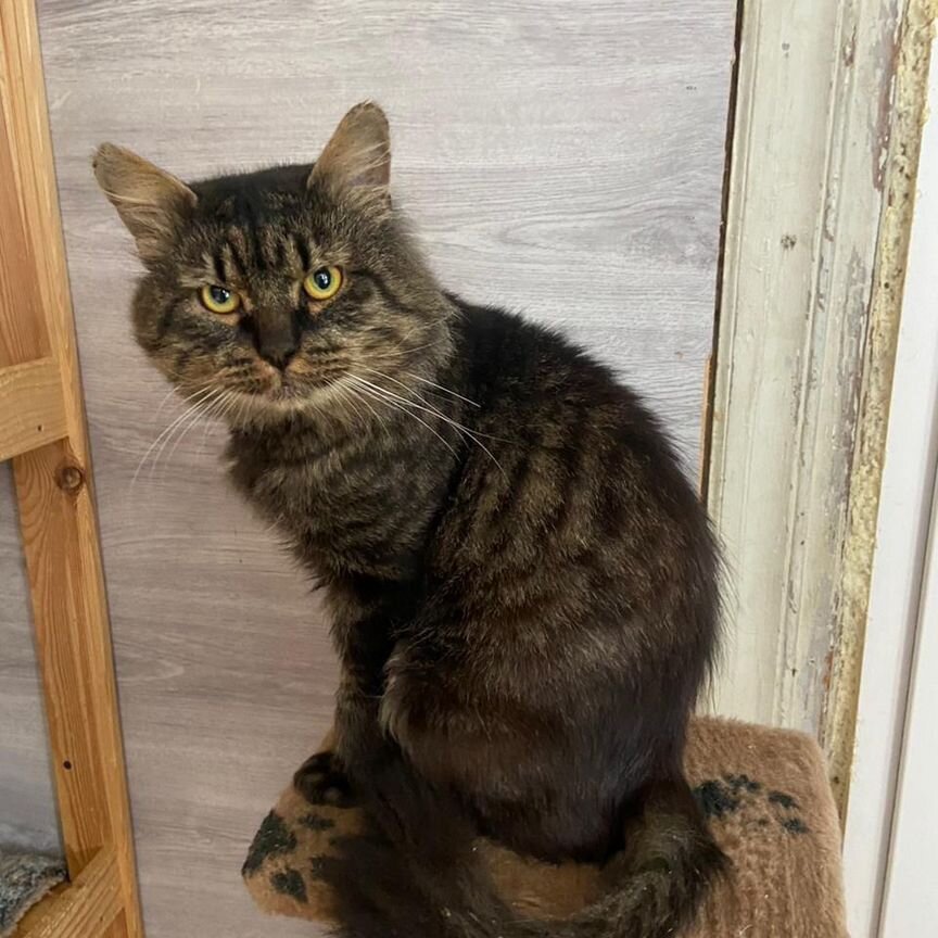 Кот Ворчун добряк ищет дом
