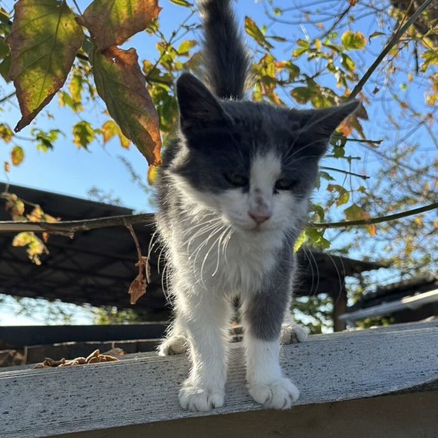 Котенька