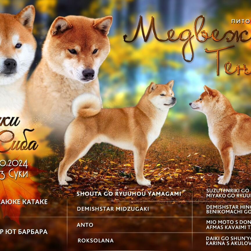 Сиба шиба ину санкт-петербург