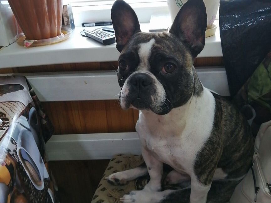 Французский бульдог Вязка