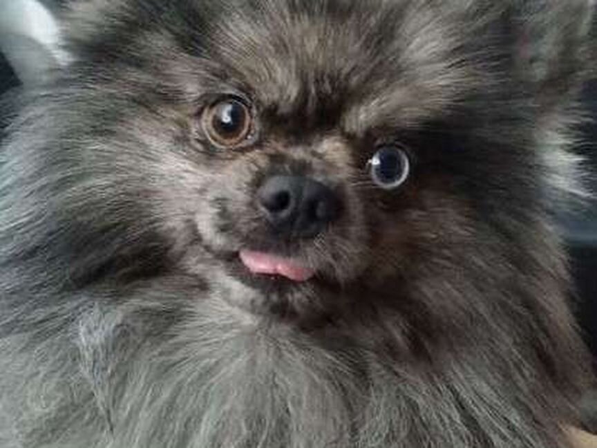 Шпиц -мерле, кобель,вязка