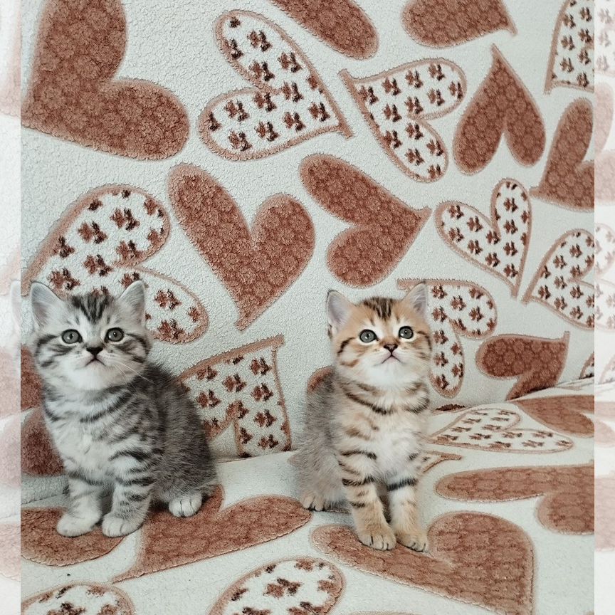 Британские котята