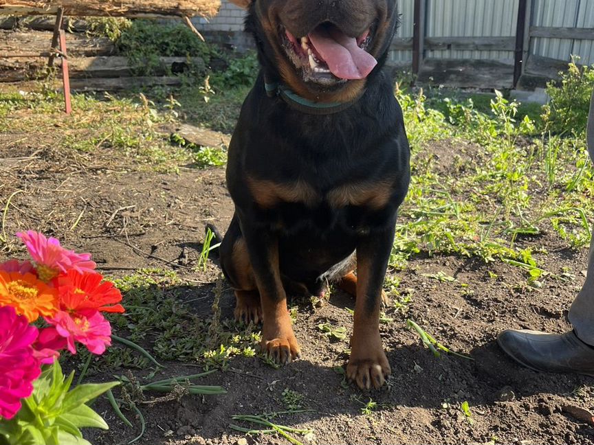 Отдам ротвейлера