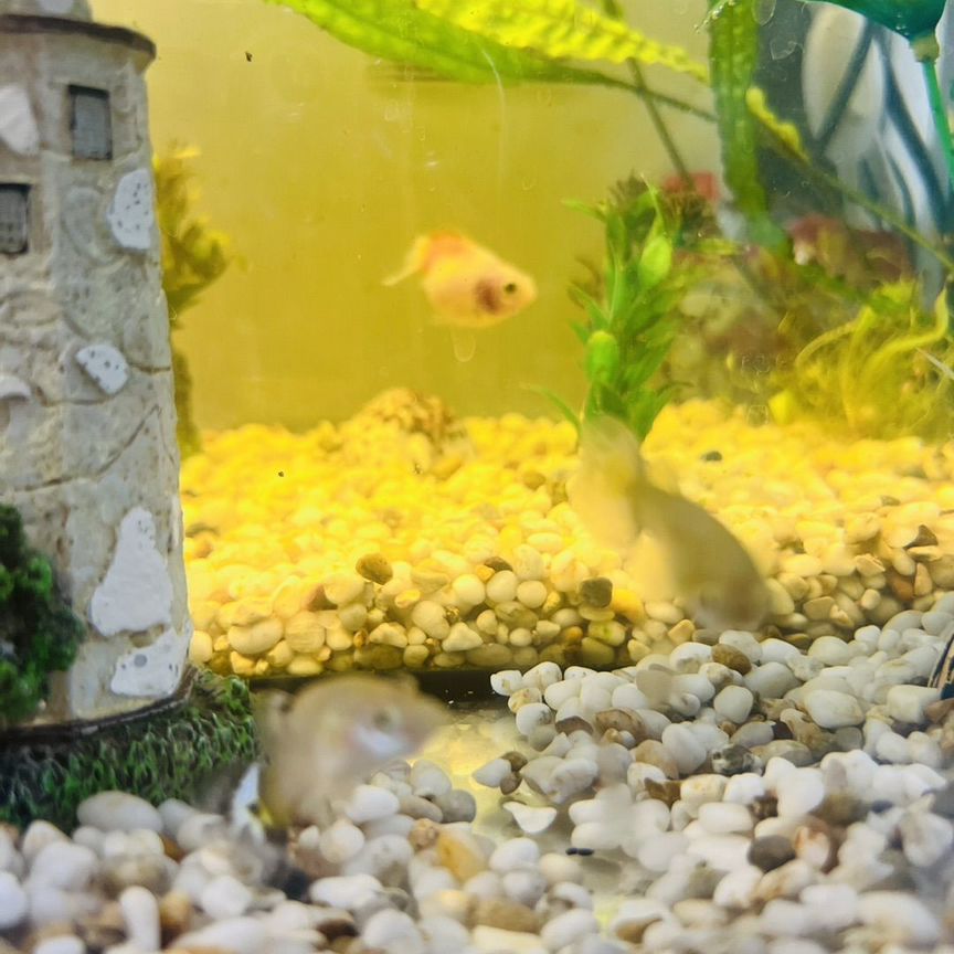 Мини аквариум с рыбками