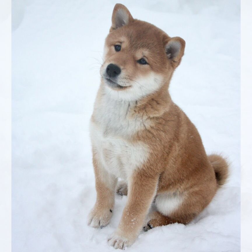 Сиба-ину, щенок