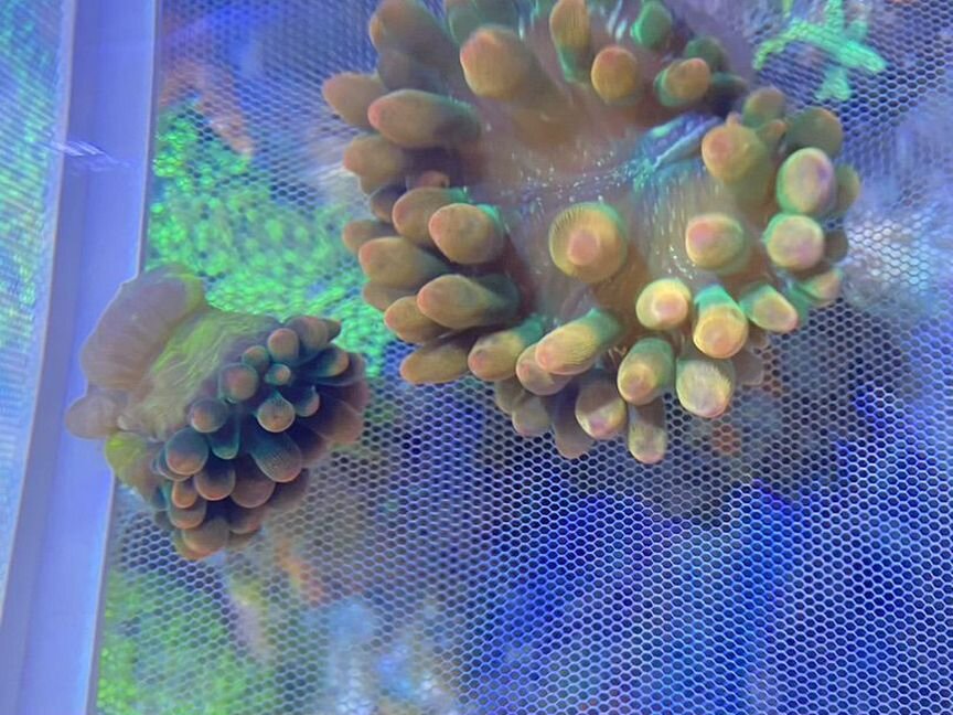 Актиния квадриколор