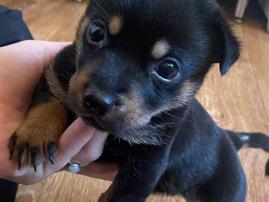 Маленькая собака