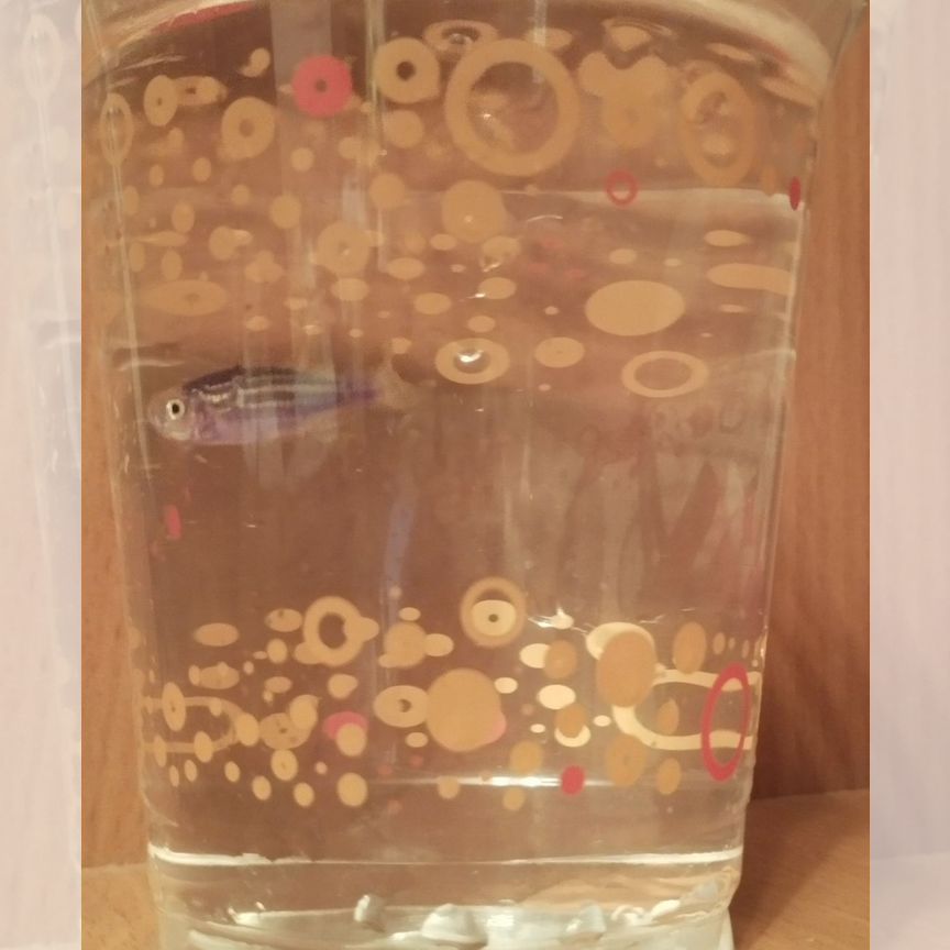 Бесплатная рыбка данио синяя