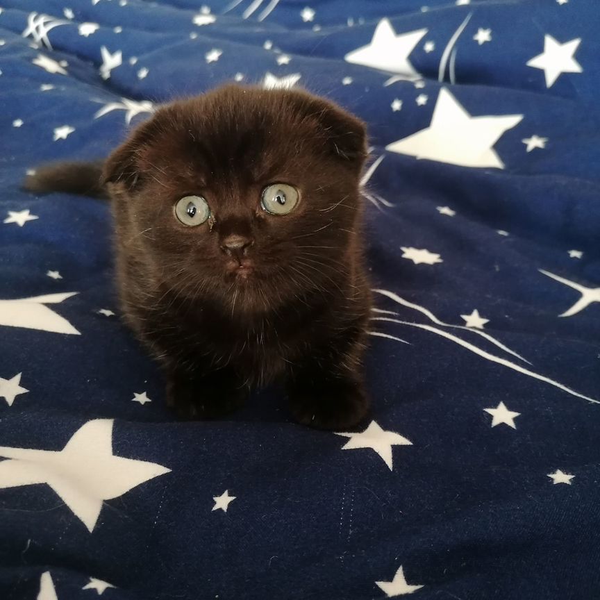 Шотландская вислоухая