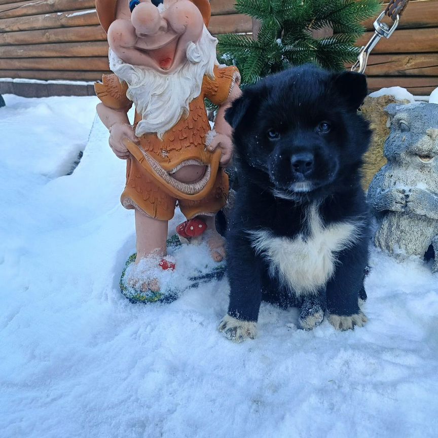 Щенок Малыш Муфаса ищет дом