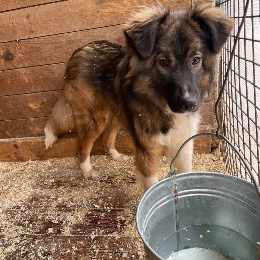 Молодому псу нужен человек