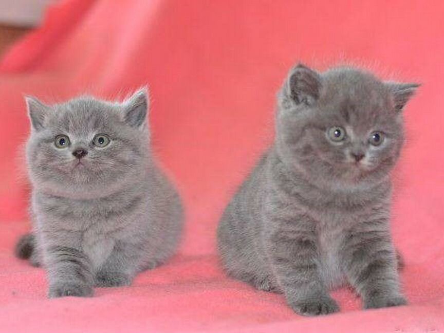 Бронирование британских голубых котят