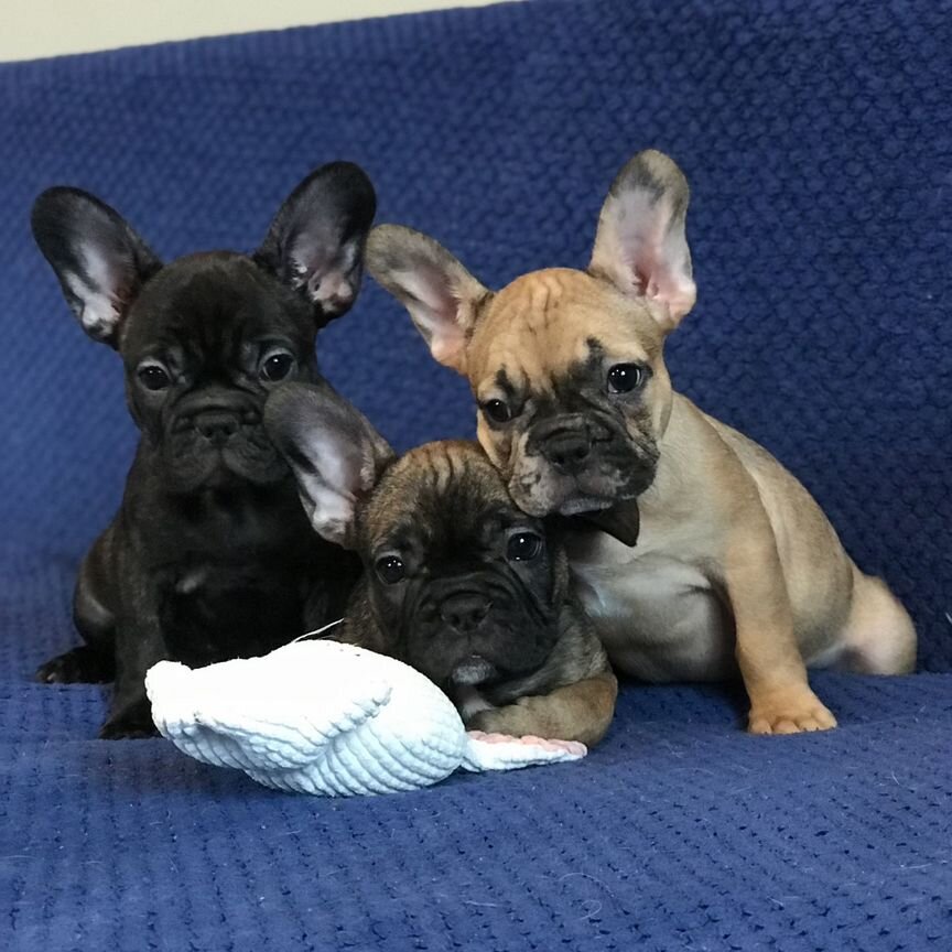 Французский бульдог щенки