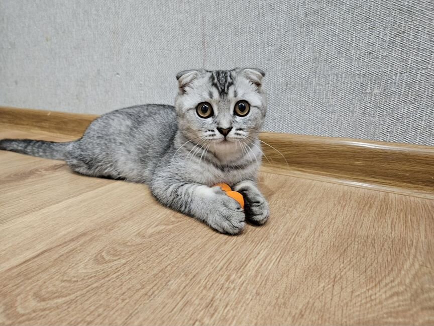 Шотландская вислоухая кошка 4 мес