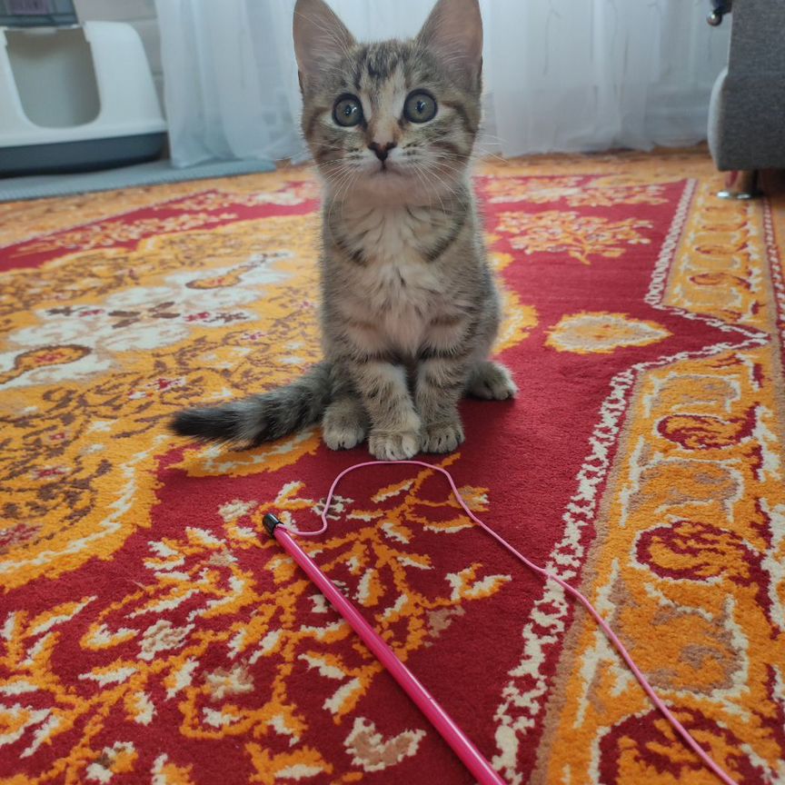 Котёнок в добрые руки