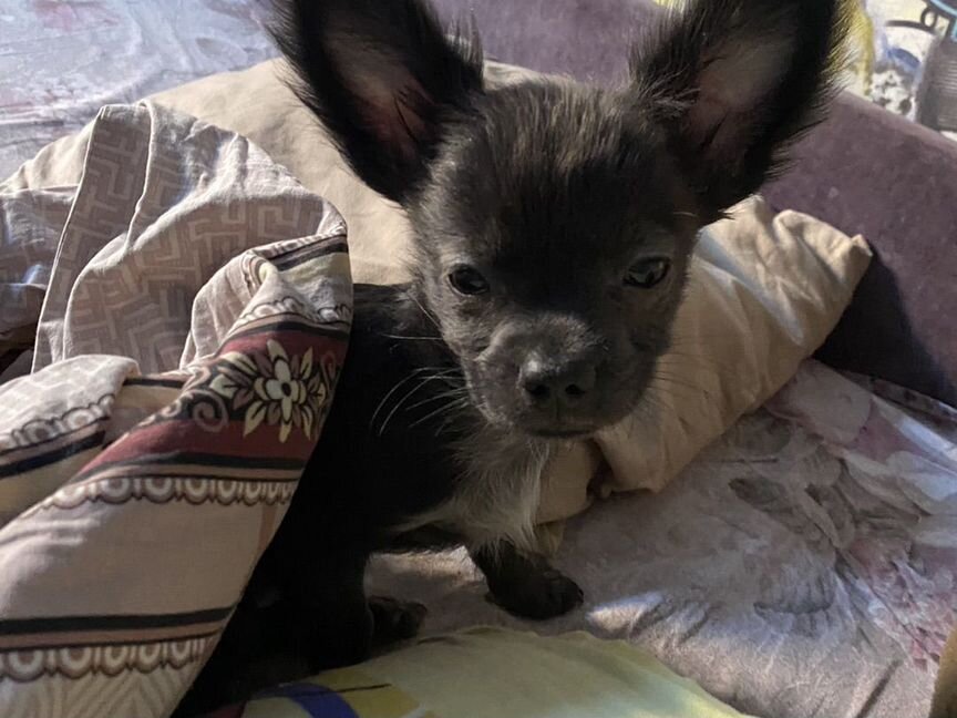 Чихуахуа даром