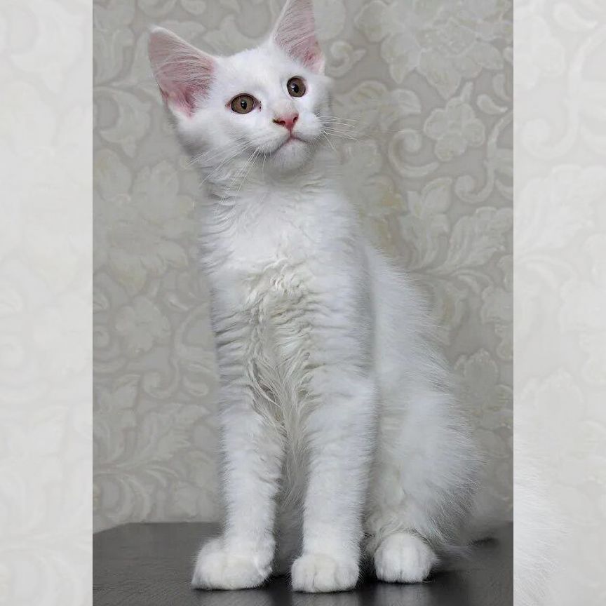 Отдам бесплатно в добрые руки