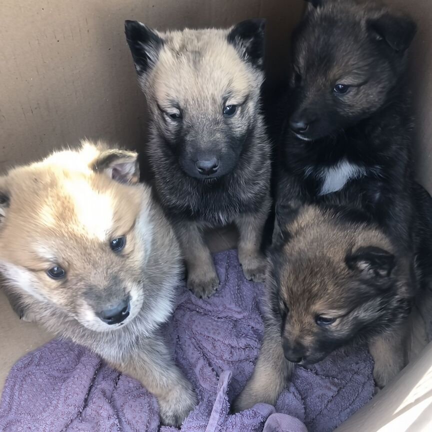 Западносибирская лайка, щенок