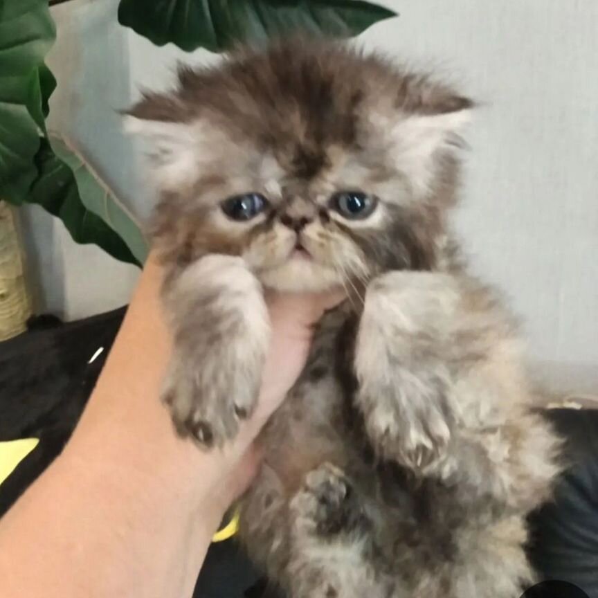 Персидский котёнок