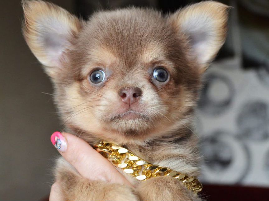 Чихуахуа нарядный малыш