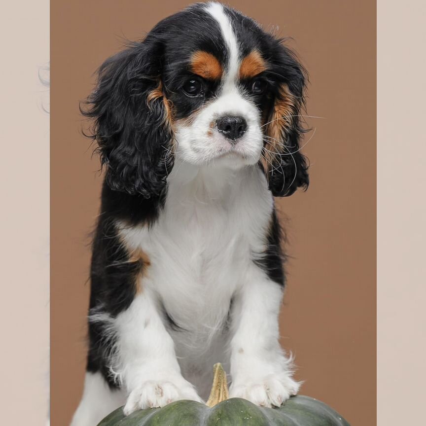 Кавалер кинг-чарльз-спаниель, щенок