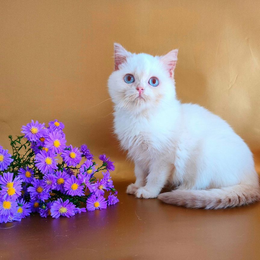 Кот колор поинт